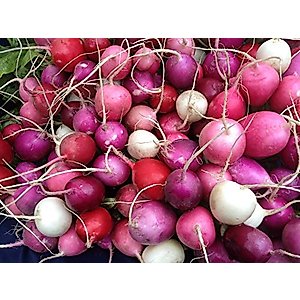 Radish Easter Rainbow Mix Seeds Choose Your Packet Size Easy Grow Heirloom Microgreens and Sprouting bin286 (250 Seeds)