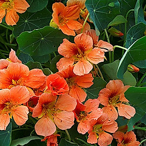 Outsidepride Tropaeolum Nasturtium Vesuvius Climbing, Vining, Flowering, Plants for Trellis, Fences, Arbors & More - 200 Seeds