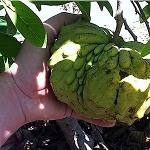 CHUXAY GARDEN Atemoya,Custard Apple Tree 10 Seeds Sweet Fruit Green Health Organic Naturally Occurring Hybrid Tree Great Gardening Gifts