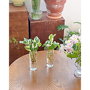 Ivolador 4PCS Wall Hanging Glass Plant Terrarium Container Cylinder Shape Perfect for Propagating Hydroponic Plants Home Office Garden Decor Wedding