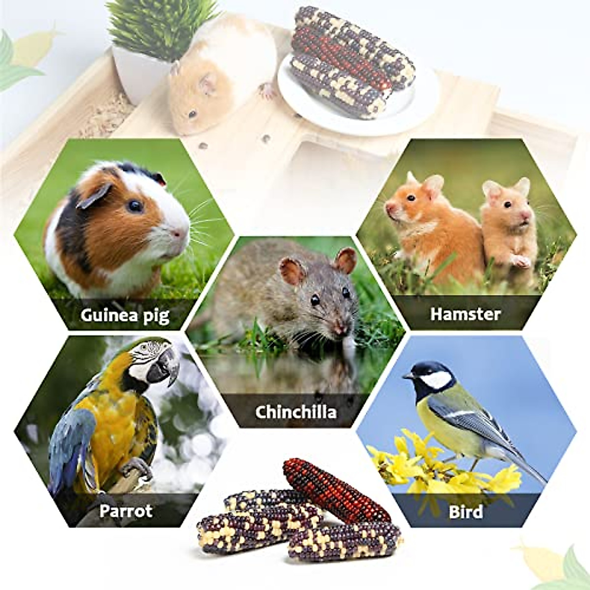 X-pet Hamster Treats and Chinchilla Chew Toys, 100% Natural Corn Suitable for Guinea Pig, Parrot,Bird and Other Small Animals