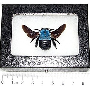 BicBugs Xylocopa caerulea Real Framed Bumblebee Blue Carpenter BEE Indonesia