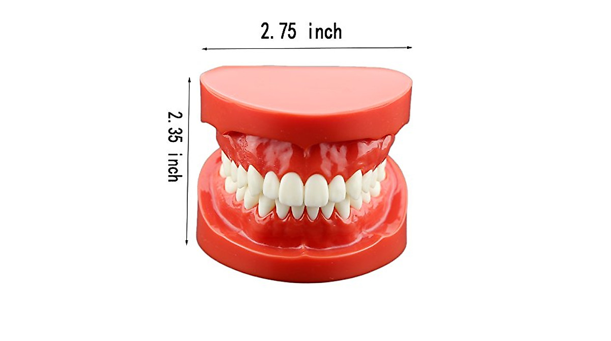 Dental Typodont Standard Teeth Model for Dental Practice & Education