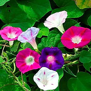 100 Pcs Mixed Morning Glory Seeds for Planting, Ipomoea Nil Flower Seeds Garden Seeds Non-GMO