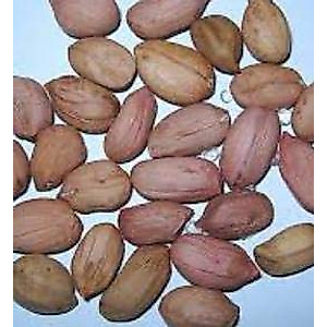 Peanut Seeds - Virginia Jumbo - Organic - 20+ Seeds - Glasgow's Goods