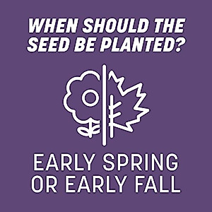 Pennington Smart Seed Dense Shade Grass Mix 3 lb