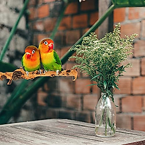 PATKAW Natural Wood Parrot Perch 2pcs Bird Wood Stand Branches Bird Cage Hanging Perch Bird Wooden Chew Toy for Pet Bird Cage Hammock Climbing Toy