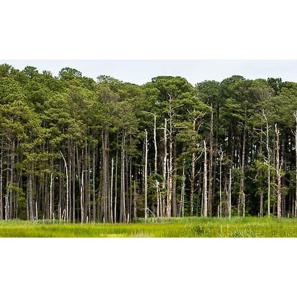 Loblolly Pine Tree | 3 Live Plants | Pinus Taeda | Fast Growing Stately Shade Tree