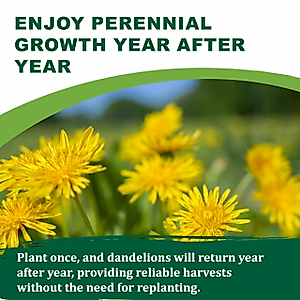 TKE Farms & Gardens - Dandelion Seeds for Planting, 500 Mg, 500+ Non-GMO, Heirloom Seeds, Produces Medicinal Greens & Edible Flowers, Supports Wildlife & Pollinators, Herbal Teas