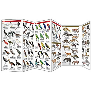 Amazon Wildlife: A Folding Pocket Guide to Familiar Animals (Nature Observation International)