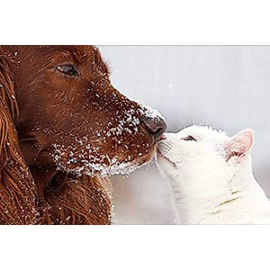 Immune and Digestive Support for Cats - Pets Ultra Vitamins - for Dogs and Cats - Immune Health - Hair and Coat Benefits - biotin for Cats - 180 Treats (2 Bottles)