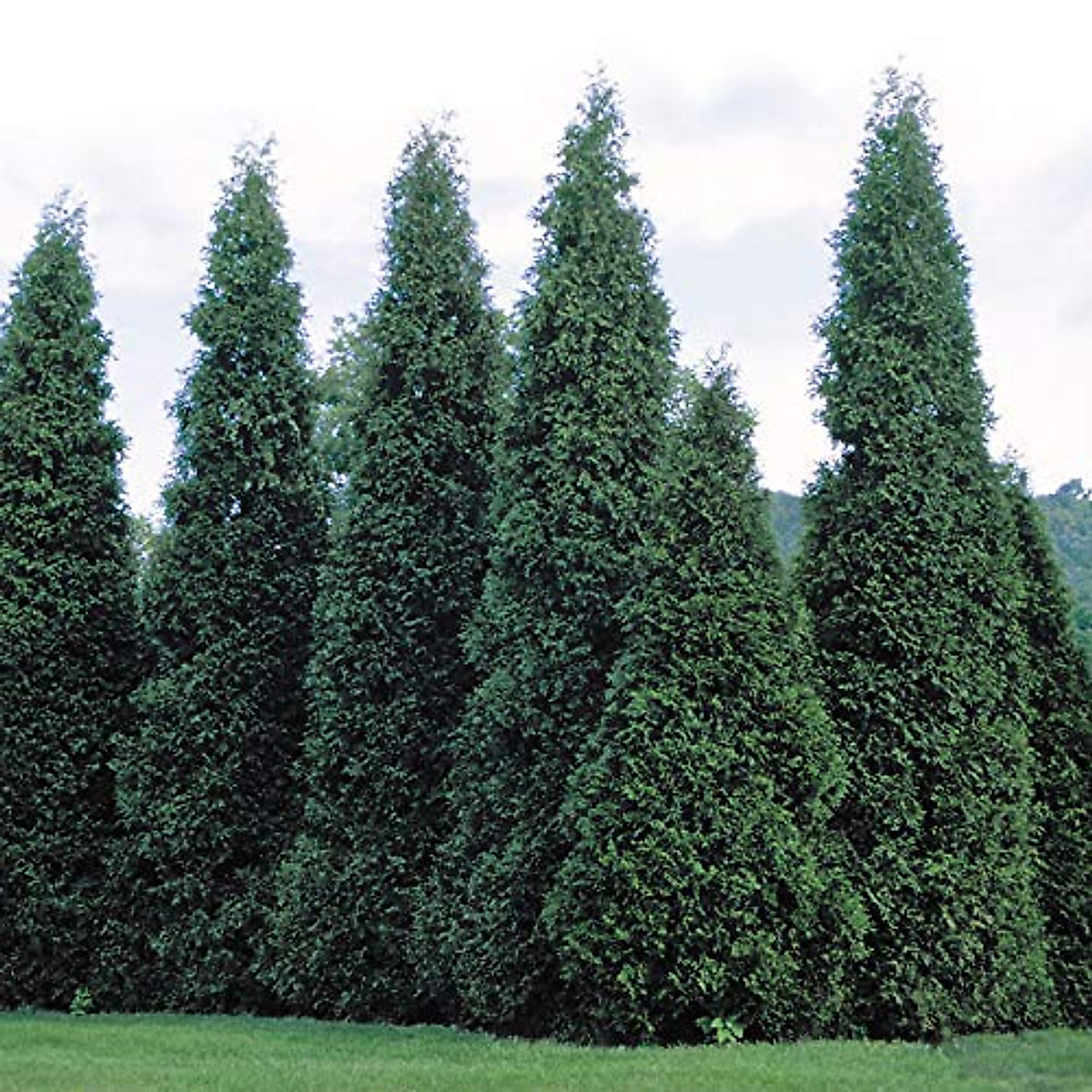 Thuja Plicata 'Green Giant' Arborvitae - 12 Live Quart Size Plants - Live Evergreen Privacy Tree