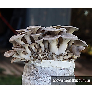 Mushroom Liquid Culture - Black Pearl King (Pleurotus eryngii/ostreatus)