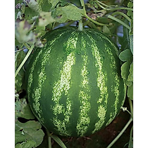 Burpee Crimson Sweet Watermelon Seeds 100 seeds