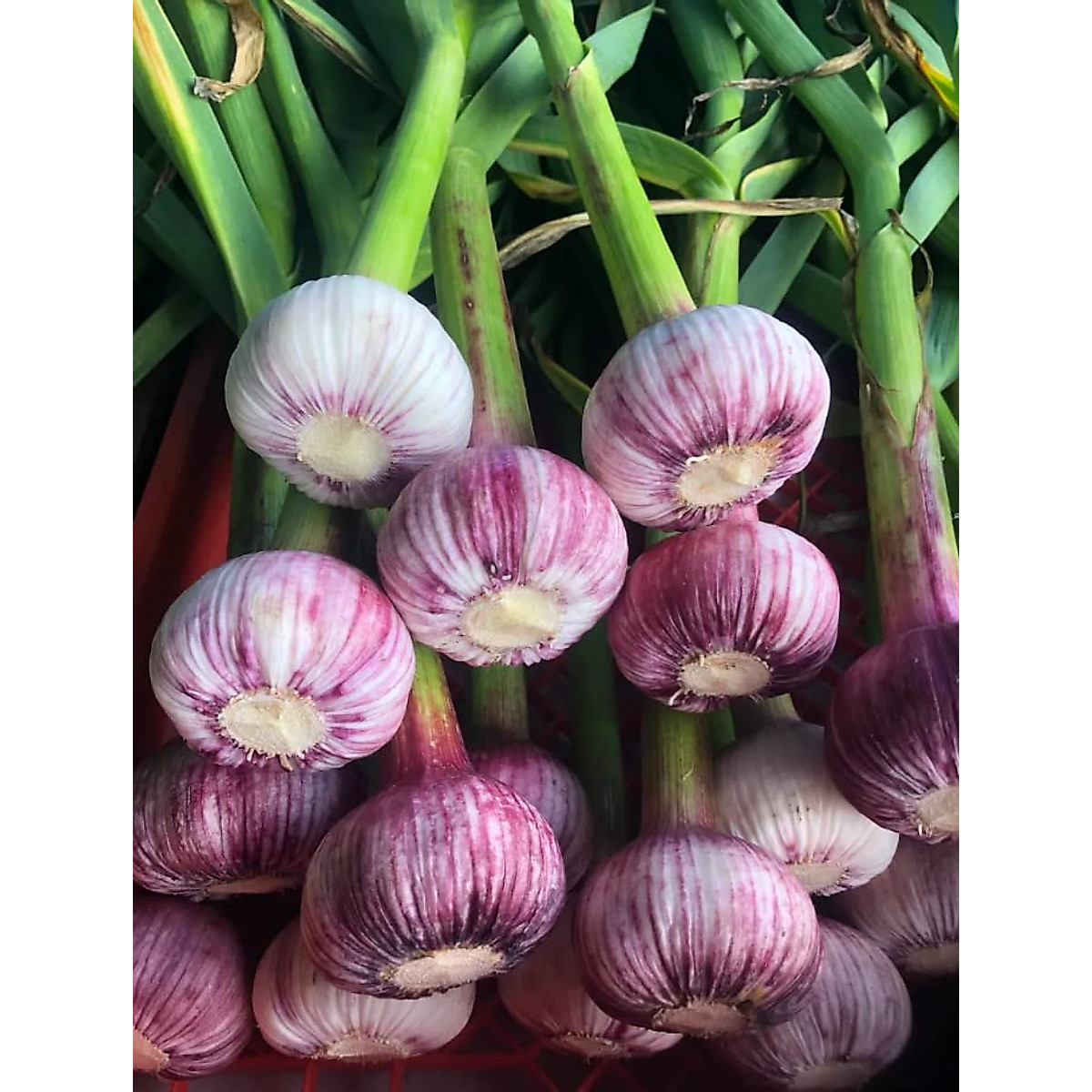 4 Mixed Garlic Bulbs for Planting Outdoors, Heirloom Garlic Bulbs