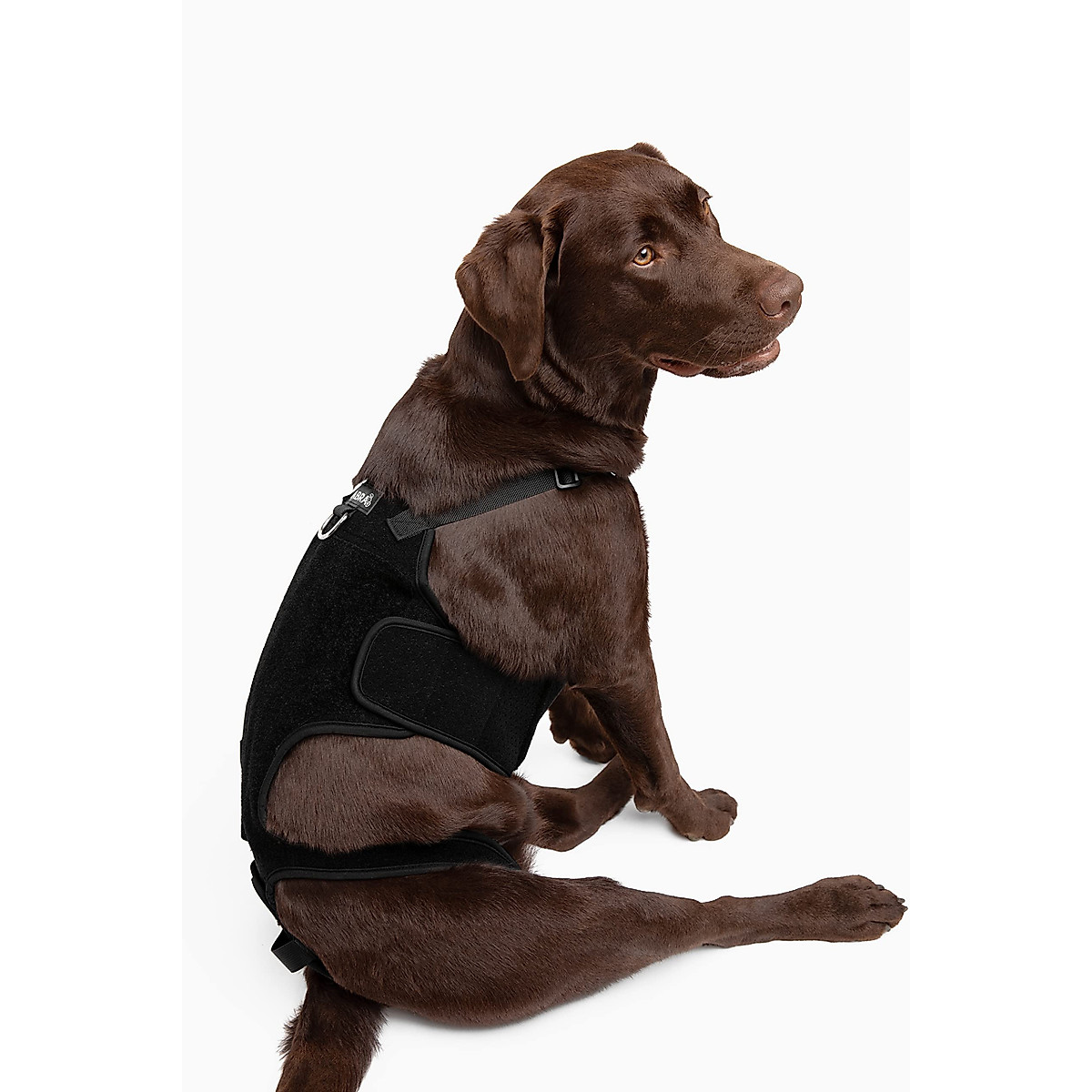 Labra Dog Canine K9 Back Brace - IVDD Spine Pain & Spinal Injury, Arthritis, Bulging Discs Brace for Corgis, Dachshund, Post Surgery Recovery, Rehab, Inflammation - Small