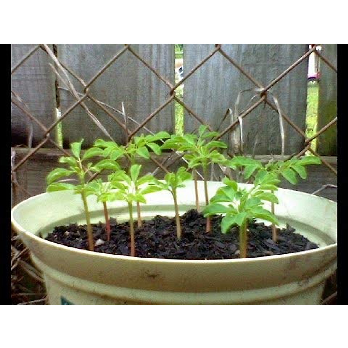 1087-Dwarf Honey Fig (Ficus carica) Seeds by Robsrareandgiantseeds UPC0764425786764 Non-GMO,Organic,Historic,Bonsai, 1087 Package of 5 Seeds