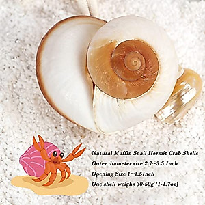 QICQDRAM 2 PCS Muffin Snail Large Hermit Crab Shells 2.7~3.5Inch Natural Sea Conch Opening Size 1"~1.5" Hermit Crab Supplies