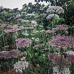 Dara Queen Anne's Lace Seeds - Pack of 200, Certified Organic, Non-GMO, Open Pollinated, Untreated Flower Seeds for Planting – from USA