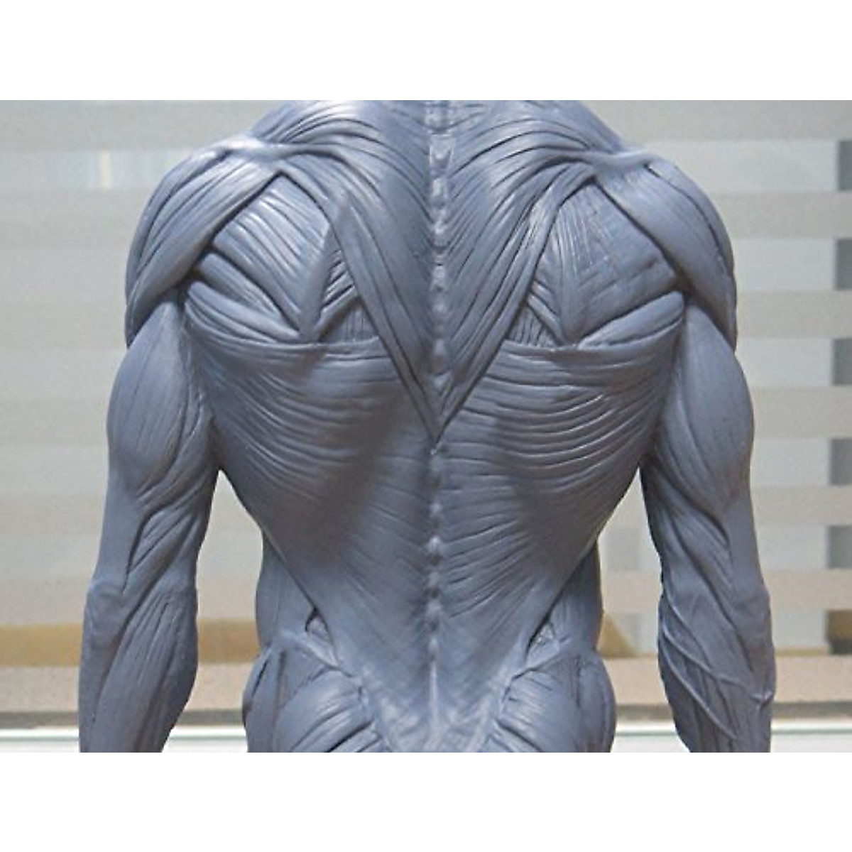 NSKI 1:6 30cm Resin Human Skeleton Anatomical Model Anatomy Skull Sculpture Head Body Muscle