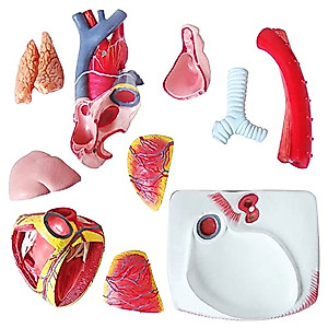 Evotech Deluxe Human Heart Model with Thymus Gland & Diaphram Base, 10 Parts 1.5X Life Size Large Anatomical Heart Model for Classroom and Cardiology Study