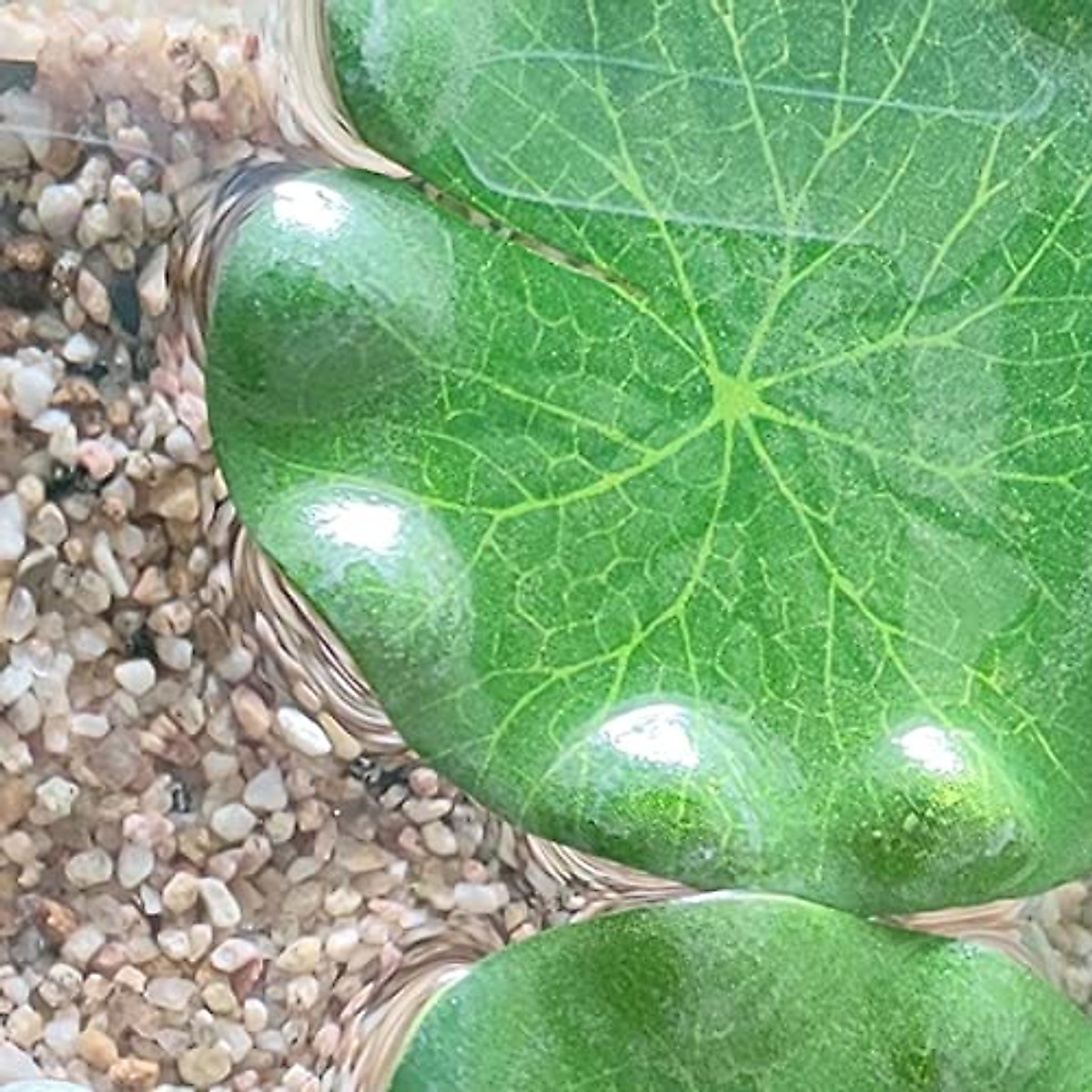 mozhixue 10pcs Artificial Floating Lotus Leaves Fake Aquarium Plants Realistic Fish Tank Plants Decorations Artificial Lily Pads for Ponds Garden Pool Decor 4inch and 5.9inch (Lotus Leaf)