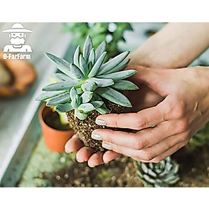 O-FarFarm Succulent Soil Potting Mix 1.1 LBS, Optimized PH Fast Draining with Added Nutrients, Perfect for Small Succulent Pots