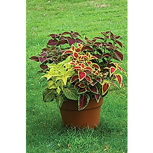 Burpee Rainbow Mixed Colors Coleus Seeds 550 seeds