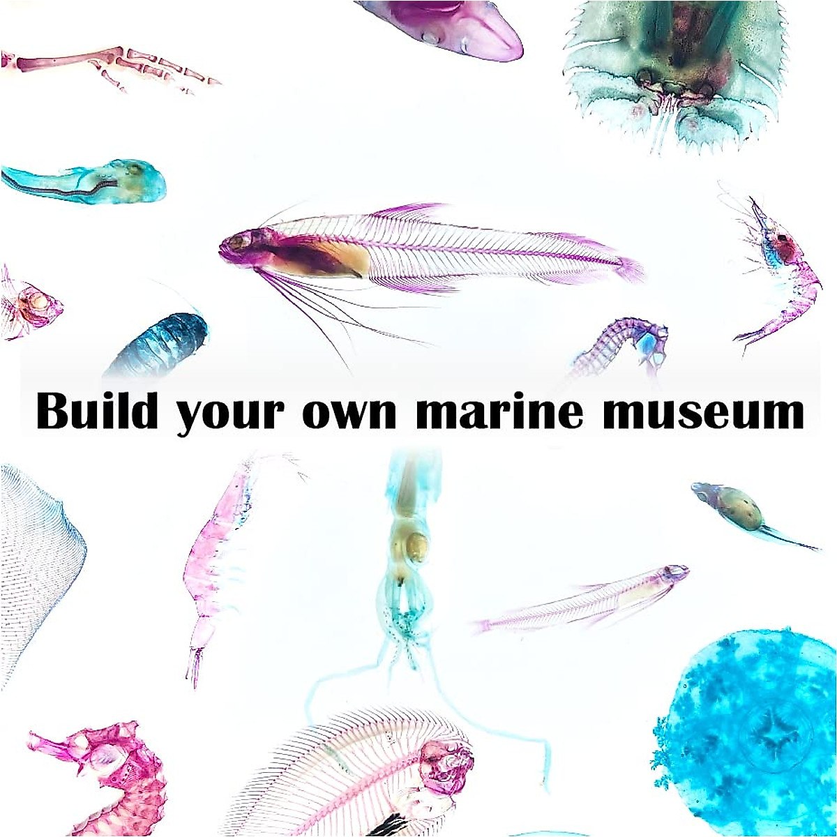 KAIRU ECO-ART STUDIO Diaphonized/ Transparent specimen, Deep sea creature of West Pacific,Squid, Teuthida