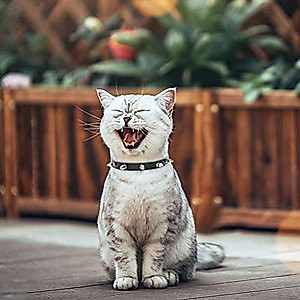 Genuine Leather Cat Collar with Bells - Studded Cat Collar with Spikes Soft and Strong Real Leather Made, Adjustable for Small Dogs Puppy Cats