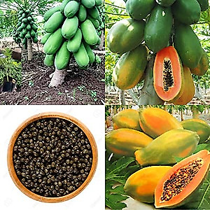 25+ Waimanalo Dwarf Papaya Fruit Seeds for Planting - Very Fresh, Rare, Organic, Tropical Seeds for Home Gardeners - High Yielding, Fast-Maturing and Sweet Flavor - Compact Size for Small Spaces