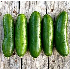 Persian Middle East Cucumber Seeds high yields of 5 to 7" Long Sweet Cucumbers(25 - Seeds)