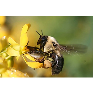 Senna hebecarpa | Wild Cassia | Wild American Senna | 100_Seeds