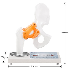 Human Hip Joint Model, Flexible 1:1 Anatomical Model Life Size with Ligaments 360° Rotatable Wooden Display Base, Anatomy Diagram for Classroom Education & Medical Training