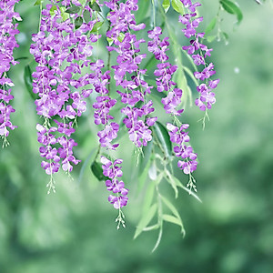 Letime 12 Pack Wisteria Hanging Flowers Artificial Decorations, 3.7 Feet/Piece Artificial Wisteria Flower Garland for Backdrop, Wedding Flowers for Home Party Garden, Red Purple