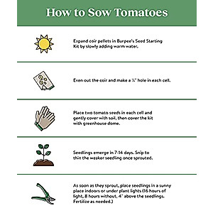 Burpee Celebrity Hybrid Tomato Seeds | Red Tomato Slicer | 35 Non-GMO Seeds for Planting | Disease-Resistant and Award-Winning Variety | Big Juicy Tomato for Summer Sandwiches