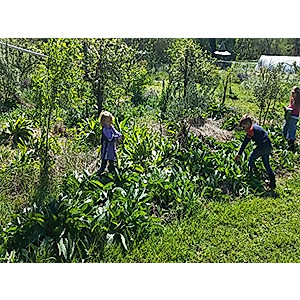 Bocking 14 Russian Comfrey (Symphytum x uplandicum) - (12+) Live Root Cuttings | by Marsh Creek Farmstead