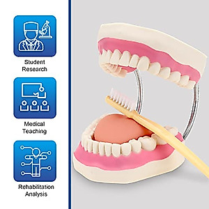 Giant Teeth Dental Demonstration Model with Toothbrush,Enlarged 6 Times Standard Size Mouth Model, Denture Teaching Model for Teaching and Study