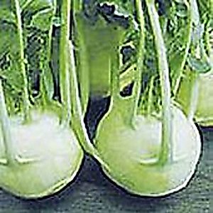 Gigante Kohlrabi Seeds (20+ Seeds) | Non GMO | Vegetable Fruit Herb Flower Seeds for Planting | Home Garden Greenhouse Pack