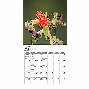 Hummingbirds | 2023 7 x 14 Inch Monthly Mini Wall Calendar | BrownTrout | Animals Wildlife Nature