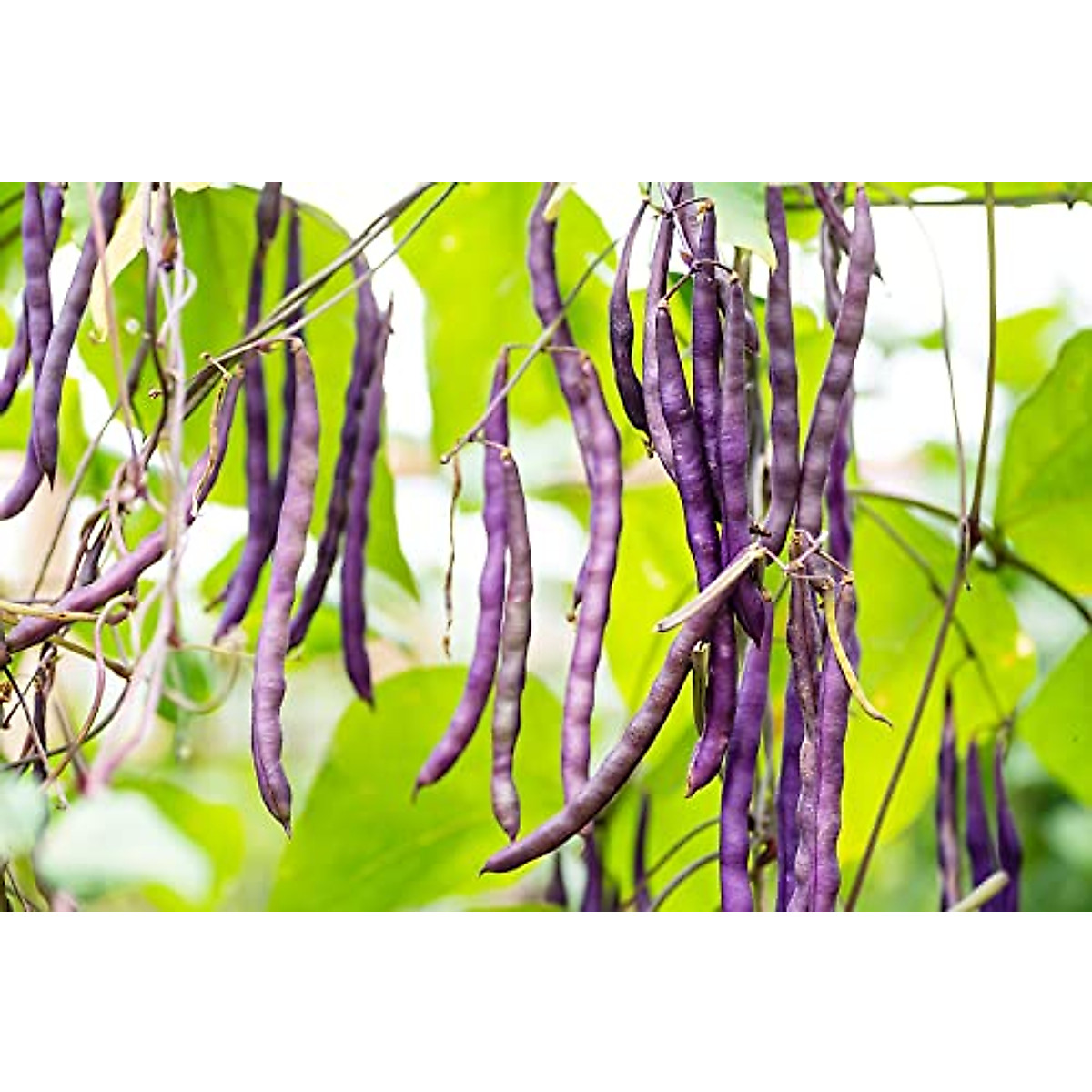 Royal Burgundy Bush Bean Seeds for Planting, 30 Heirloom Seeds Per Packet, (Isla's Garden Seeds), Non GMO Seeds, Botanical Name: Phaseolus vulgaris, Great Home Garden Gift