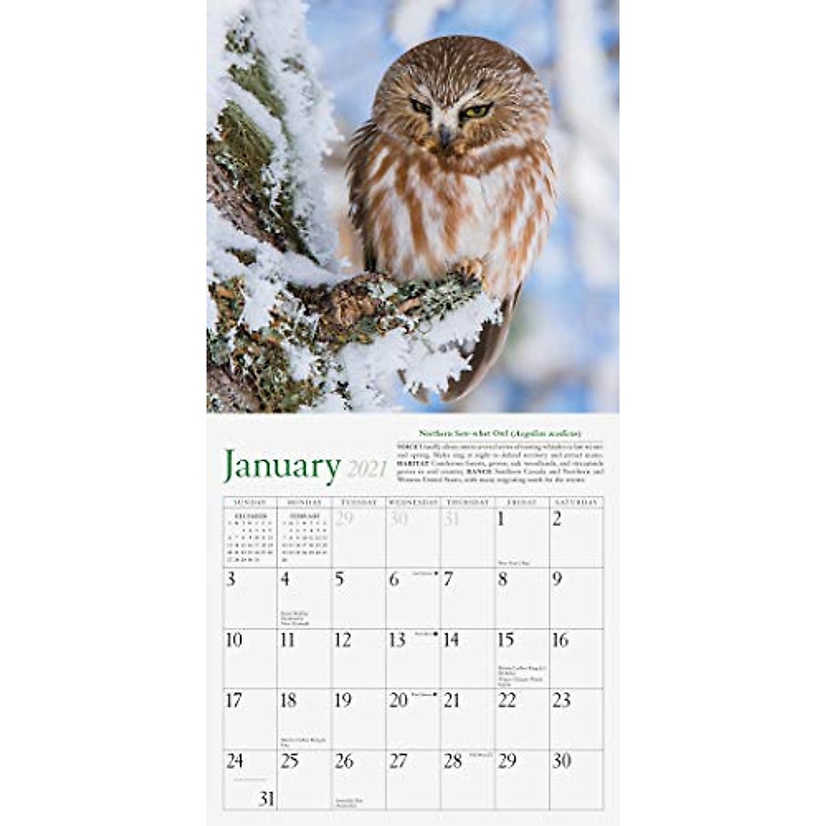 Audubon Little Owls Mini Wall Calendar 2021