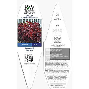 Proven Winners HEUPWP2146103 Cherry Truffles Live Plant, 0.65 Gallon