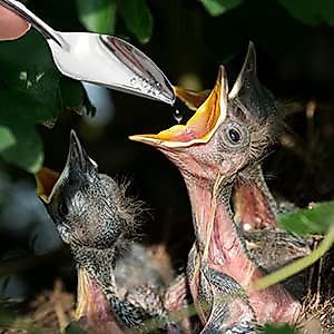 LILYS PET 4.7" Bird Parrot Stainless Steel Metal Feeding Spoon,Special Feeding Scoop Medicine Spoons Hand Feeding Spoons for Peony Cockatiel Parrot (3PCS)