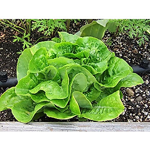 750 Buttercrunch Butterhead Lettuce Seeds for Planting 1.5+ Grams Non GMO Heirloom Garden Vegetable Survival Baby Greens Bulk