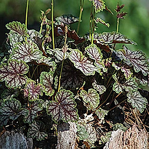 Outsidepride Perennial Coral Bells Heuchera Americana Garden Flower & Foliage Plant - 1000 Seeds