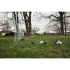 RentACoop Poultry Netting Electric Fence - Electric Poultry Enclosure for Chickens, Ducks, Turkeys - Suitable for 4 Week Old Chickens/Older and Adult Poultry - Energizer Not Included - 168' L x 48" H