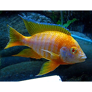 Live Fish - 6 Albino Sunshine Aulonocara Peacock African Cichlid 1.25" - 2" Breeding Colony