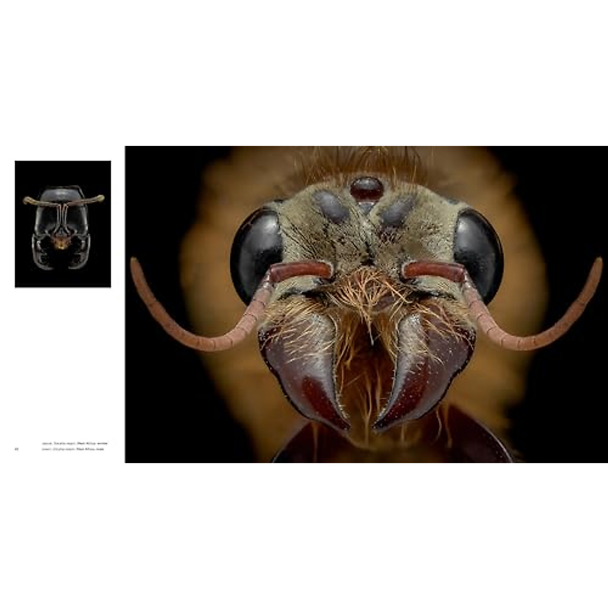 Ants: Workers of the World