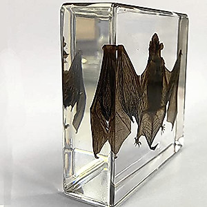 Bat Specimens Encased in Resin Paperweight Biology Anatomy Preschool Lab Educational Teaching Toy